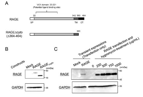 Construction Of HeLa Cells Constitutively Expressing RAGE Or Its