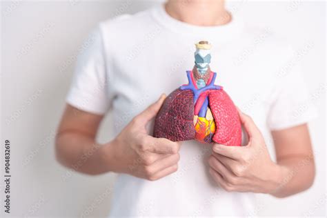 Woman Hold Respiratory System Anatomy For Diseases Lung Cancer Asthma