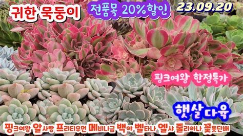 햇살다육1이쁜군생20할인 득템기회핑크여왕 줄리아나알사탕아모르파티원종엘리자베스대품파격가프리티우먼메비나금백야