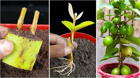 How To Grow Guava Trees From Guava Cutting Best Natural Banana Rooting Hormone YouTube