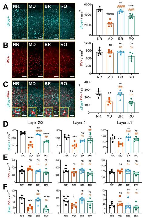 De Driven Cfos Expression Is Reduced After Md And Restored After Br