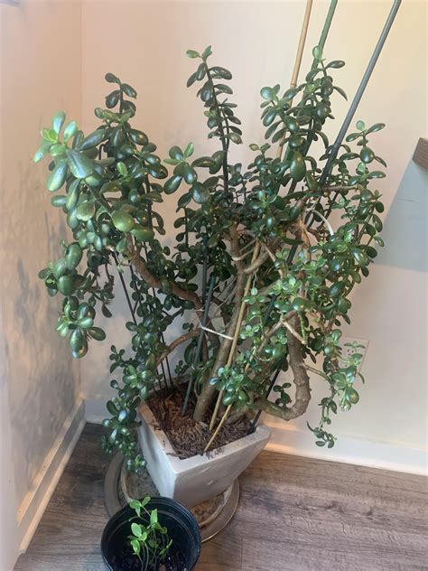 16 Year Old Jade Plant Rjadeplant