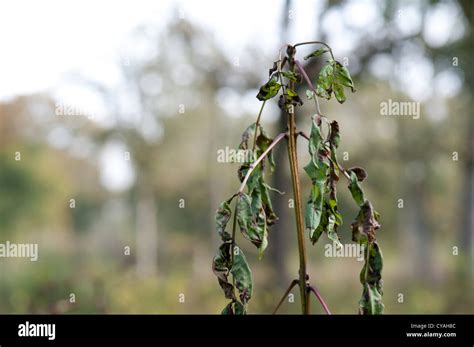 Early Symptoms Of Ash Dieback On Young Ash Coppice In Wayland Wood