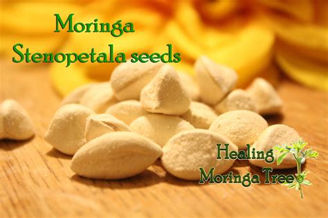 Healing Moringa Tree Buy Organic Moringa Trees Seeds And Beauty Products