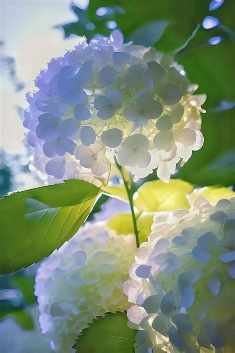 Hydrangea Artofit