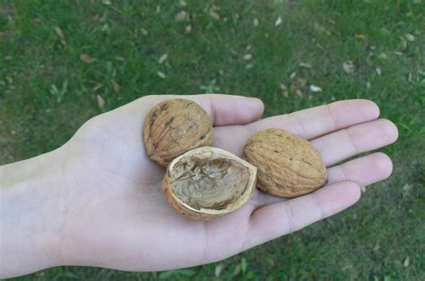 Walnut Shells Halves Empty Walnut Shells To Use As Craft Supplies
