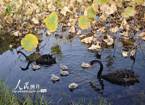 圆明园黑天鹅添丁图片频道中国青年网