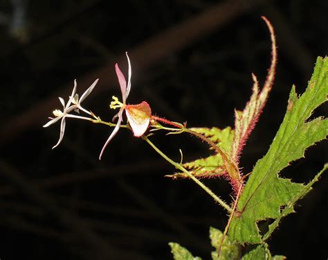 Begonia Bangsamoro Begoniaceae