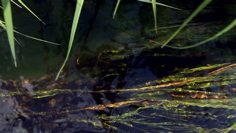 Grass Under The Water Stock Footage Video 3485675 Shutterstock