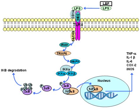 Toll Like Receptor 4 Tlr4 Induced Signaling Activates The