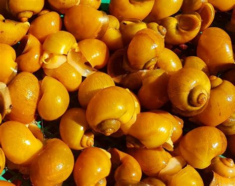 หอยเชอรี่สีทอง หอยเชอรี่สีทอง ฟาร์มพี่น้องสอง ช อุดรธานี