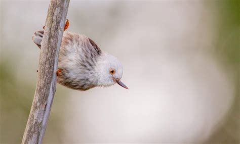 September Bird Of The Month Varied Sittellas Birdlife Australia