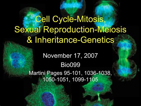 Ppt Cell Cycle Mitosis Sexual Reproduction Meiosis Inheritance