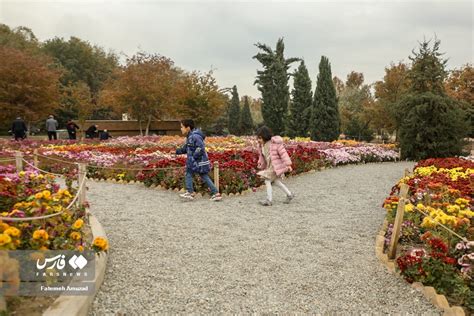 جشنواره گل های داوودی