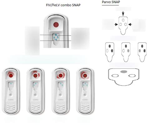 Diagram Of Vet211 Viral Diagnositic Test 2 Snap Quizlet