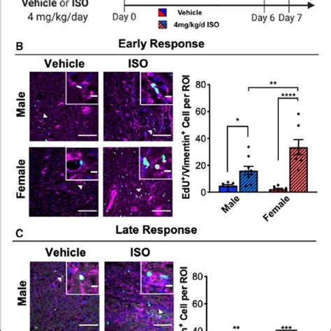 Female Cfs Are More Proliferative Than Male Cfs In Response To Iso