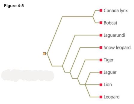 Evolution Estimating Evolutionary Trees Flashcards Quizlet