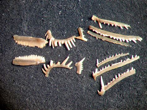 Conodont Fossil