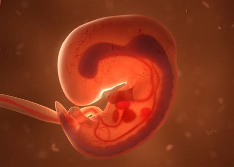 Comment Les Cellules Immunitaires Façonnent Nos Premières Respirations