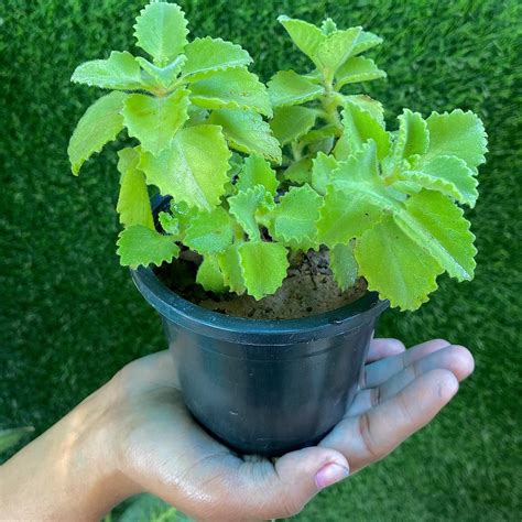 Ajwain Ka Plant At Janita Huang Blog