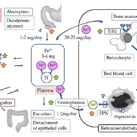 General Iron Metabolism Tf Transferrin Tfr1 Transferrin Receptor1