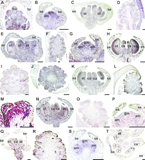 Expression Patterns Of Seven Floral Mads Box Genes In Akebia As