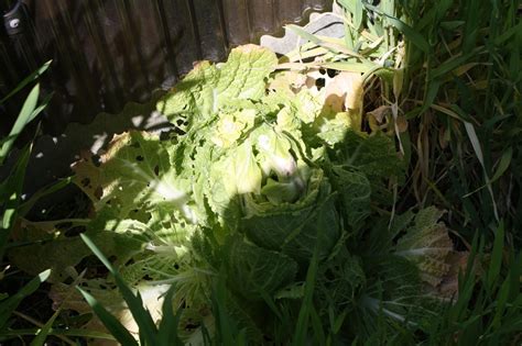 さらえまか 無肥料栽培ハクサイの塔立ちを見逃しました。無肥料栽培白菜の収穫失敗です。