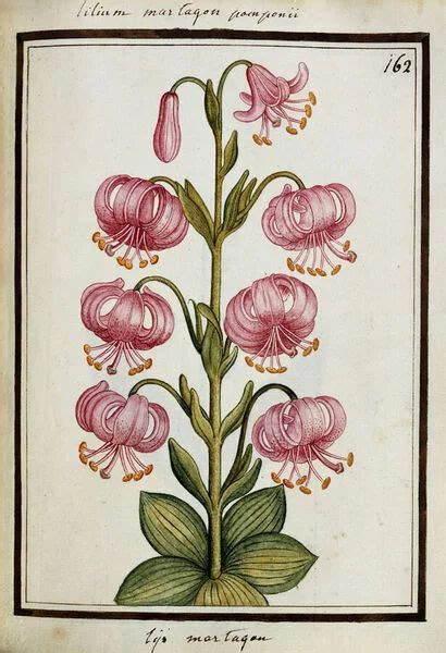 Print Of Martagon Lily C 1700 Watercolour Drawing Framed In Black