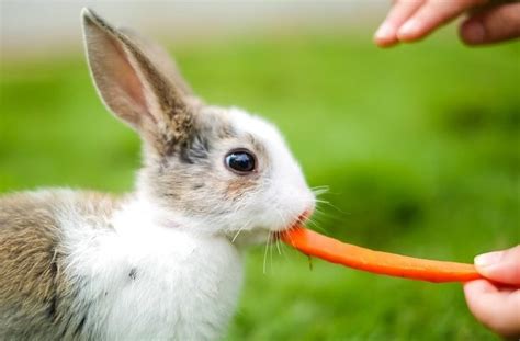 10 Jenis Penyakit Kelinci Dan Cara Mengobatinya