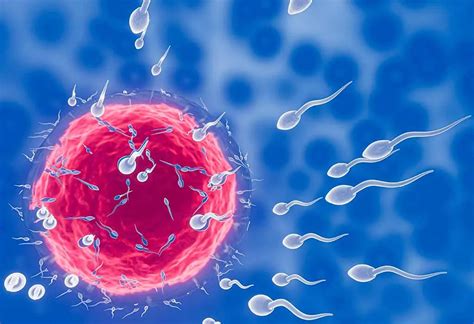 Can You Get Pregnant From Precum Know The Fact
