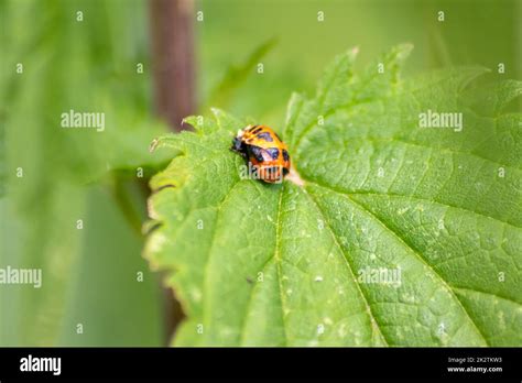 New Born Ladybug Eclosing Green Leaf Switches From Larva To Ladybug Beetle With Black Dots Red