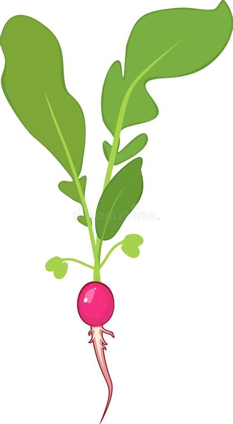 Radish Plant With Green Leaves And Root System On White Background
