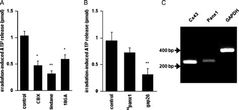 Radiation Induced Atp Release Is Regulated By Cx43 Cells Were