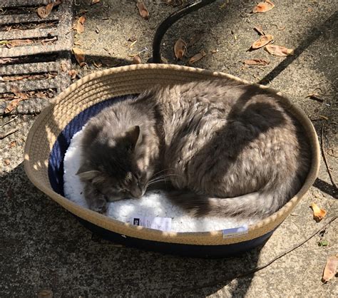 Catnap After Catnip Rpics