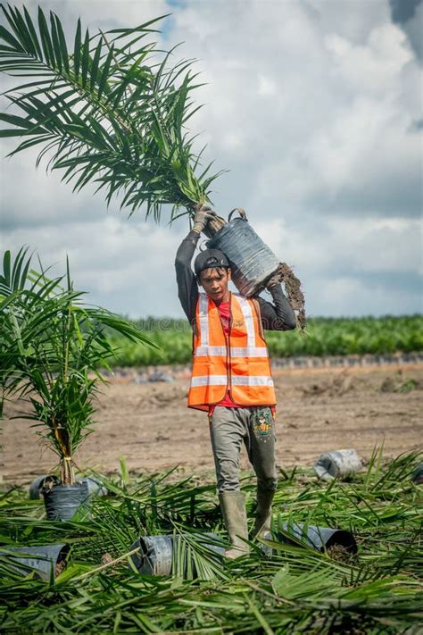 Activities In Palm Oil Nurseries Indonesia Palm Oil Plantation