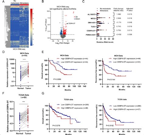 Cebpa Dt Is Upregulated In Hcc With Extrahepatic Metastasis And Download Scientific Diagram