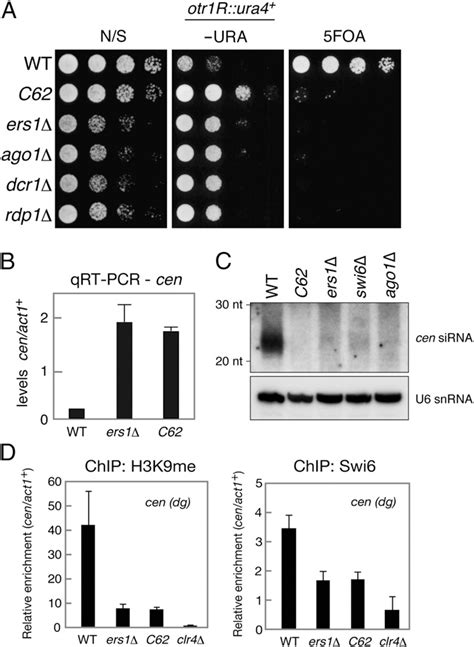 Figure 1 From Heterochromatin Protein 1 Homologue Swi6 Acts In Concert