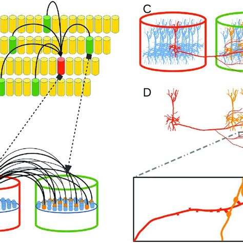 Distal Dendrite Connections A Distal Dendritic Branches From
