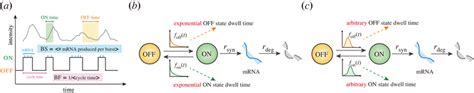 Schematic Diagram Burst Kinetics And Gene Expression Models A The