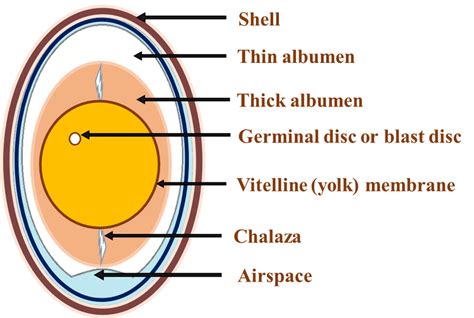 Diagram Of Internal Structure Of Egg Study Facs Amniotic Org