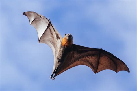 รูปภาพmegachiroptera เลือกดูภาพถ่ายสต็อก เวกเตอร์ และวิดีโอ8 283