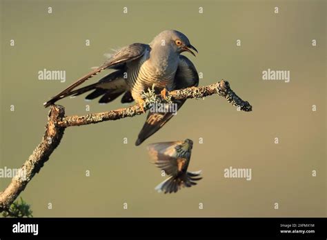 Tree Pipit Anthus Trivialis Mobbing Cuckoo Cuculus Canorus Uk May Sequence 2 Of 3 Stock