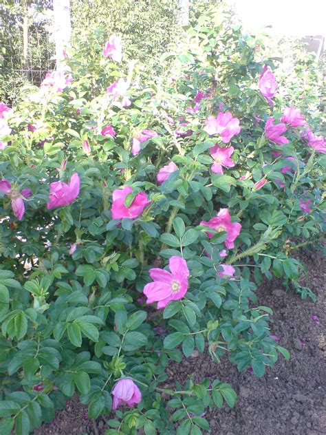 Rosa Rugosa Rubra Bilder Der Rosen Pflanzenforum