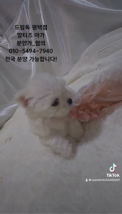 강아지 Puppy 강아지산책 강아지브이로그 반려견 가정견 Cute 강아지책임분양 강아지일상 동탄강아지분양