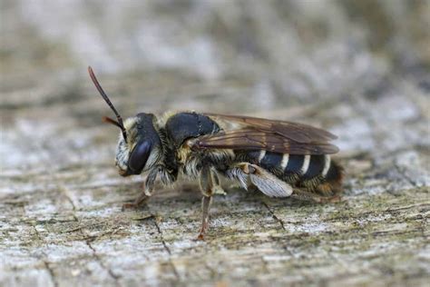 Types Of Ground Bees