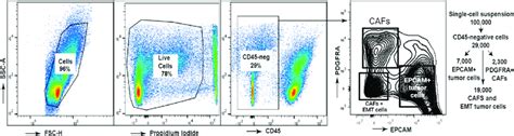 Flow Cytometry Analysis Of A Representative Single Cell Suspension