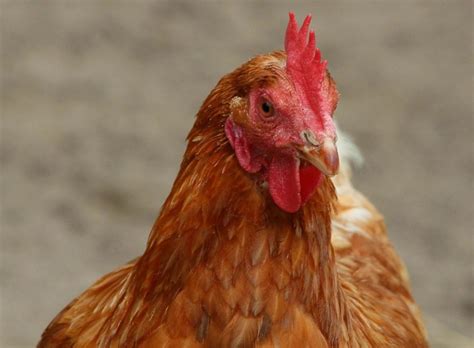 Paraná Lidera Exportações Brasileiras De Carne De Frango Que Acumulam