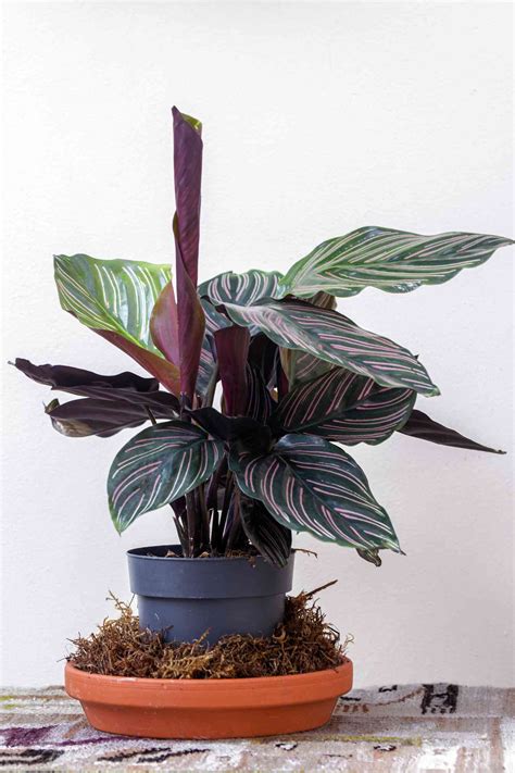 41 Calathea Varieties To Grow At Home
