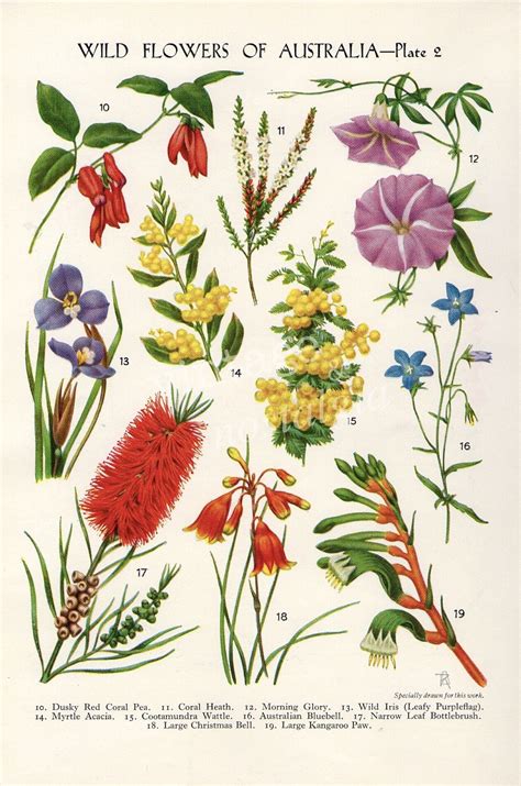 vintage Botanical flower print Australian by theStoryOfVintage