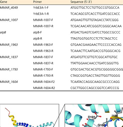 Primers Used To Verify Gene Mutations In Bedaquiline Resistant Mutants